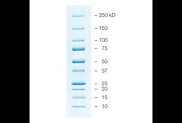 Precision Plus Protein Standards