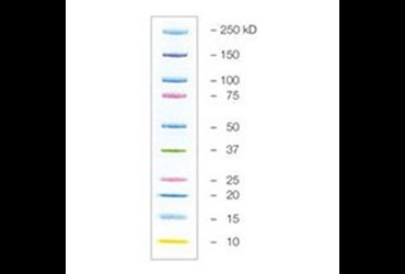 Precision Plus Protein Standards