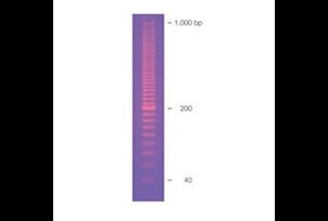 EZ Load Molecular Ruler