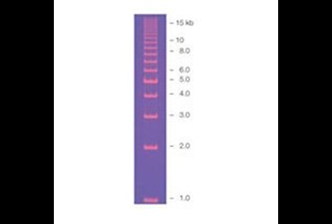 EZ Load Molecular Ruler