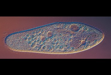 Protists, Ciliates for Biology and Life Science