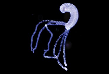 Hydra Cultures for Biology and Life Science