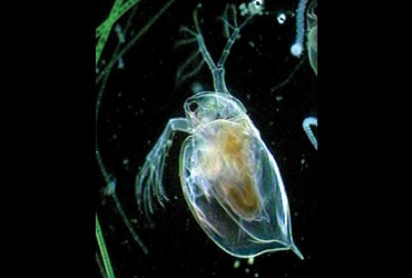 Daphnia Cultures for Biology and Life Science