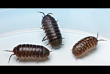 Isopods for Biology and Life Science