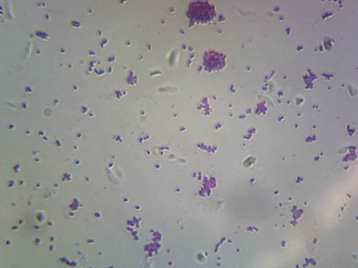 coccus under microscope