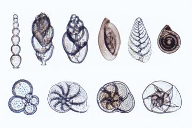 foraminifera microscope slide