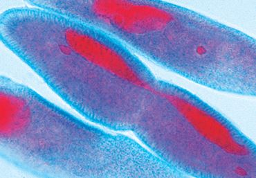 Slide, Paramecium, Fission, w.m. | Flinn Scientific