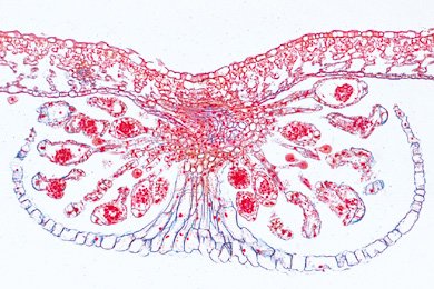 Slide, Fern Leaflet, c.s. | Flinn Scientific