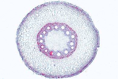 Slide, Zea, Mature Prop Root, c.s. | Flinn Scientific