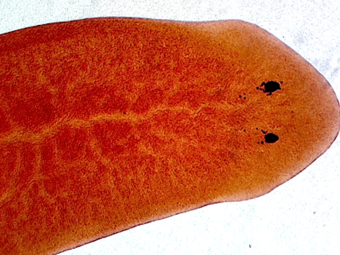 planaria wm under microscope