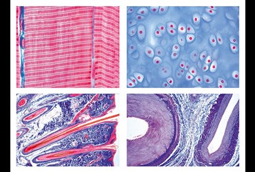 Histology Slide Sets for Biology and Life Science