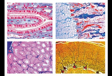 Histology Slide Sets for Biology and Life Science