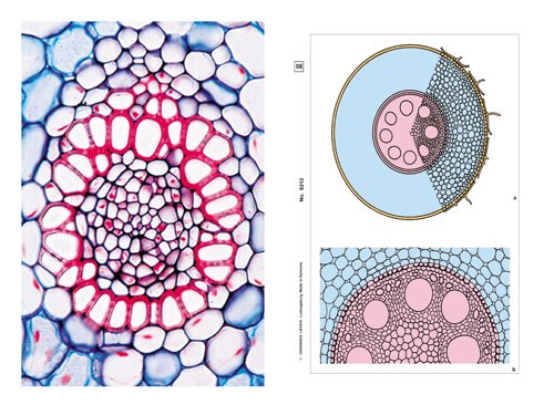 Roots Multimedia Microscope Slide Instructor Package | Flinn Scientific