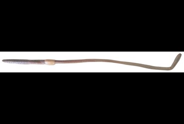 Preserved Earthworms