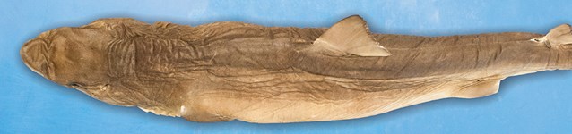 Preserved Dogfish (Squalus) for Dissection in Biology and Life Science