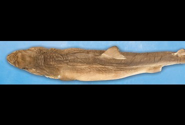 Preserved Dogfish (Squalus) for Dissection in Biology and Life Science