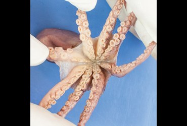 Preserved Octopus for Dissection, Vacuum Packed, Each