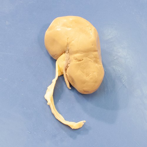 Sheep Kidney Preserved For Dissection Vacuum Packed Plain Each 