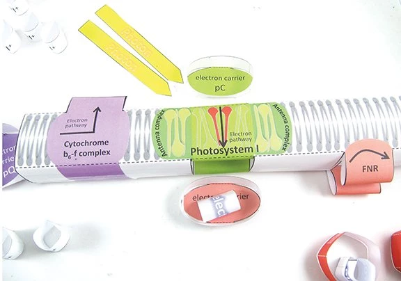 Photosynthesis/Light Reactions—NewPath Science 3-D Model Kit | Flinn ...