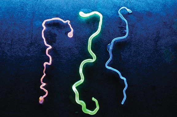 Fluorescent “Gummy Worm” Polymers—Chemical Demonstration Kit | Flinn ...