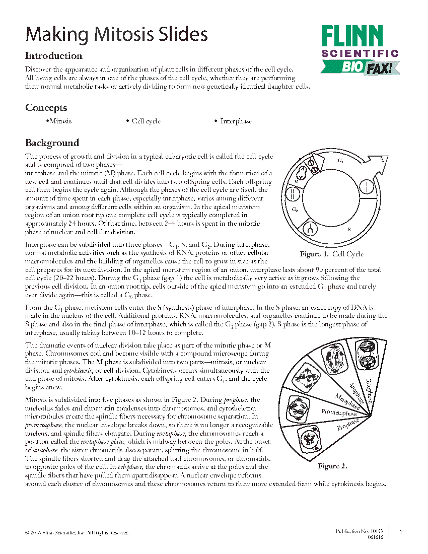Making Mitosis Slides | Flinn Scientific