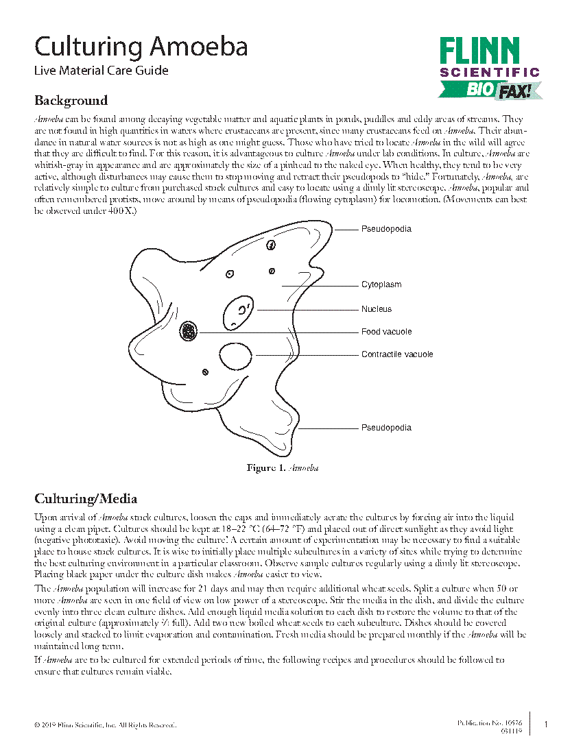 Culturing Amoeba | Flinn Scientific