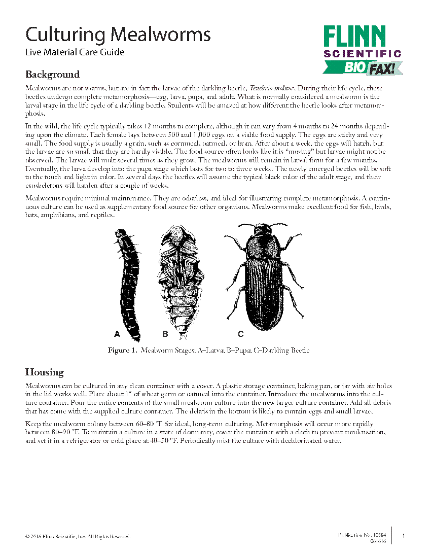 Culturing Mealworms | Flinn Scientific