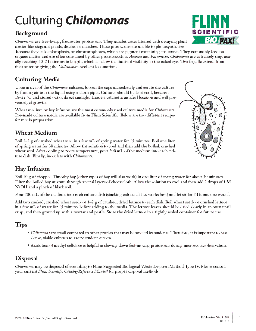 Culturing Chilomonas | Flinn Scientific