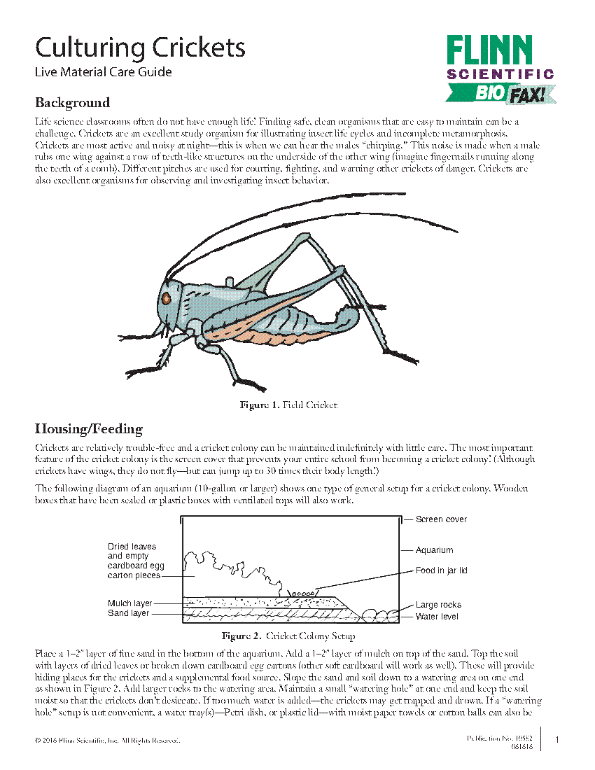Culturing Crickets | Flinn Scientific