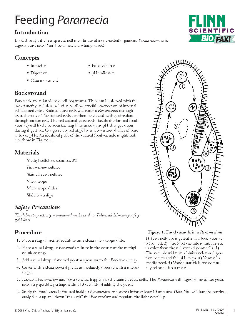 Feeding Paramecia | Flinn Scientific
